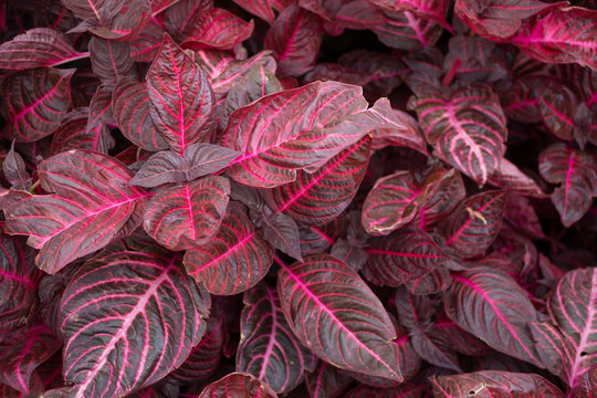 Iresine Bilder – Durchsuchen 528 Archivfotos, Vektorgrafiken und Videos ...