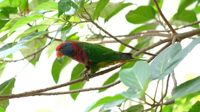 "Black-Capped Lory" Images – Browse 316 Stock Photos, Vectors, and ...