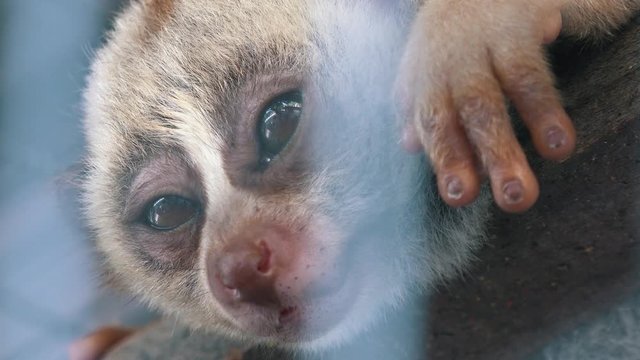 Loridae Imagens – Procure 255 fotos, vetores e vídeos | Adobe Stock