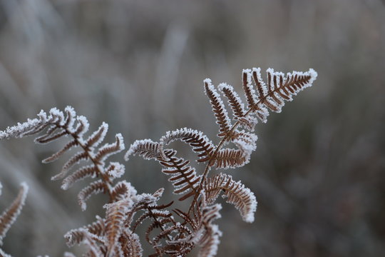 Hoarfrost Images – Browse 2,777,370 Stock Photos, Vectors, and Video ...