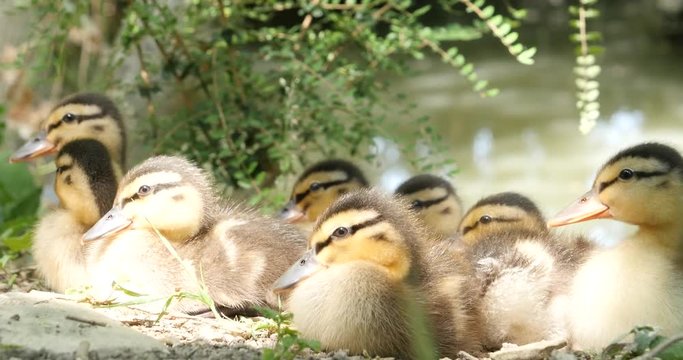 Canetons Images – Browse 1,118 Stock Photos, Vectors, and Video | Adobe ...