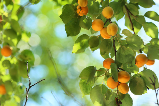303,291 BESTE Marille BILDER, STOCK-FOTOS & -VEKTORGRAFIKEN | Adobe Stock