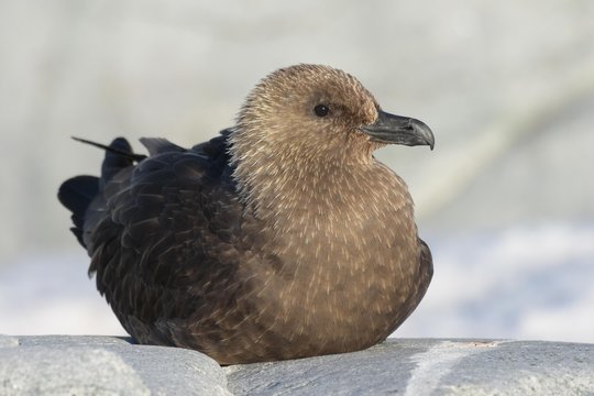 「Labbe」の写真素材 | 100件の無料イラスト画像 | Adobe Stock
