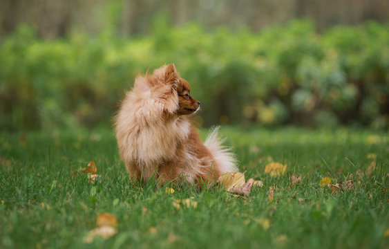 Shpitz Images – Browse 347 Stock Photos, Vectors, and Video | Adobe Stock