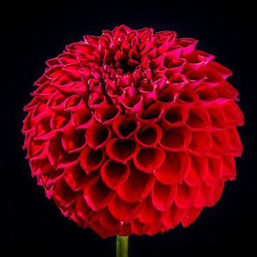 Mexico National Flower