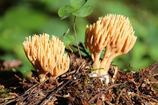 「Eumorpha」の写真素材 | 94件の無料イラスト画像 | Adobe Stock