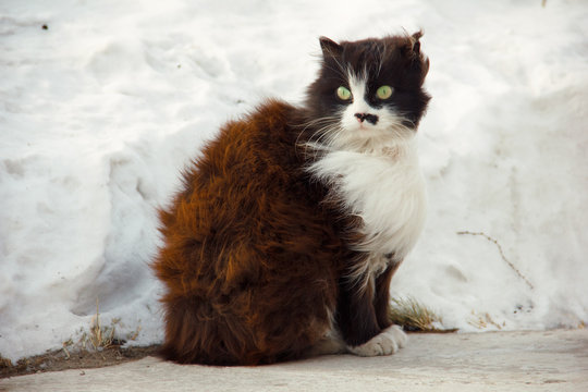 Caty Images – Browse 61 Stock Photos, Vectors, and Video | Adobe Stock