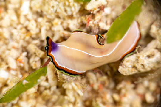 Plathelminthes Imagens – Procure 2,239 fotos, vetores e vídeos | Adobe ...