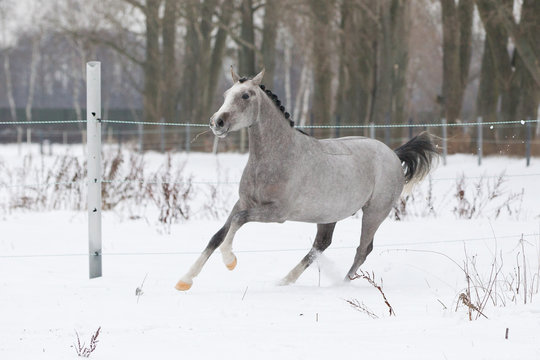Fluchttier bilder – Bläddra bland 863 stockfoton, vektorer och videor ...
