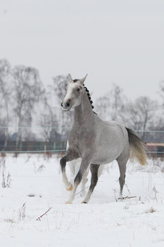 Fluchttier bilder – Bläddra bland 863 stockfoton, vektorer och videor ...