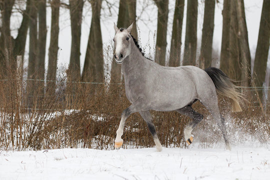 Fluchttier Images – Browse 863 Stock Photos, Vectors, and Video | Adobe ...