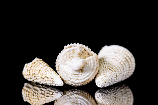 Turritellidae Bilder – Durchsuchen 33 Archivfotos, Vektorgrafiken und ...