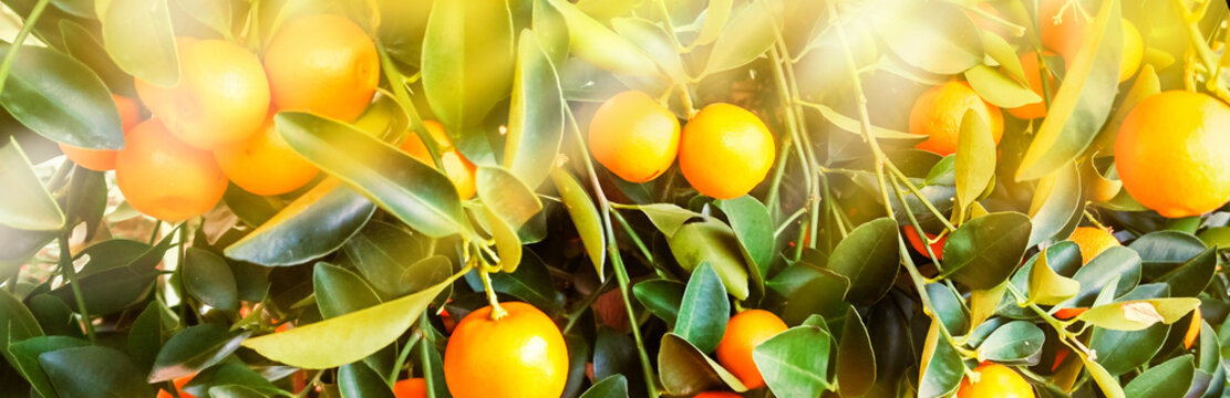 Zitrusbaum Bilder – Durchsuchen 123,124 Archivfotos, Vektorgrafiken und ...