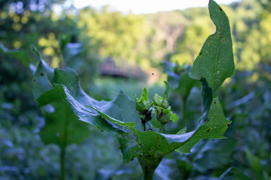 "Austin Koeckeritz"-Bilder: Stock-Fotos & -Videos. | Adobe Stock