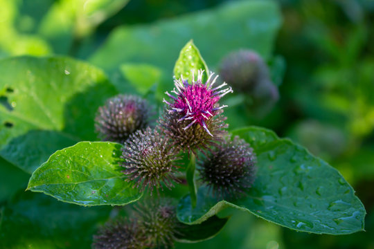 "Austin Koeckeritz"-Bilder: Stock-Fotos & -Videos. | Adobe Stock