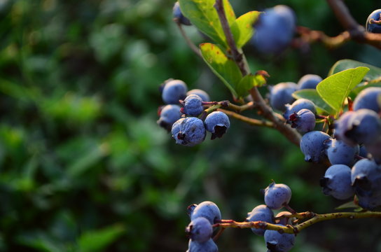 รูปภาพVaccinium – เลือกดูภาพถ่ายสต็อก เวกเตอร์ และวิดีโอ28,944 | Adobe ...