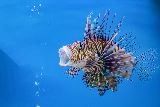 Free Fish Images – Browse 14,804 Free Stock Photos, Vectors, and Video ...