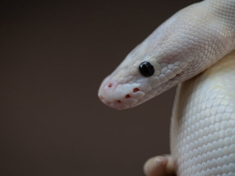 White Python With Blue Eyes