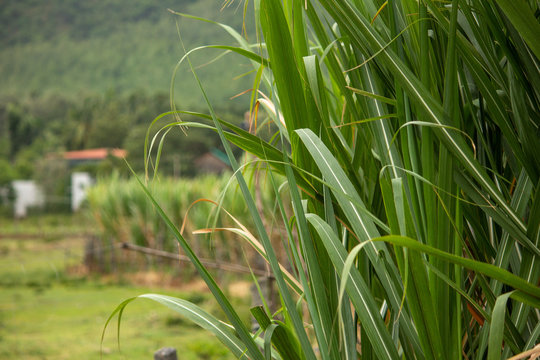 Hasanur 이미지 – 찾아보기 60 스톡 사진, 벡터 및 비디오 | Adobe Stock