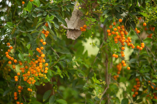 「Hasanur」の画像 - 60 件の Stock 写真、ベクターおよびビデオ | Adobe Stock