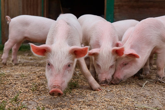 Cochonnet Images – Parcourir 145,563 le catalogue de photos, vecteurs ...