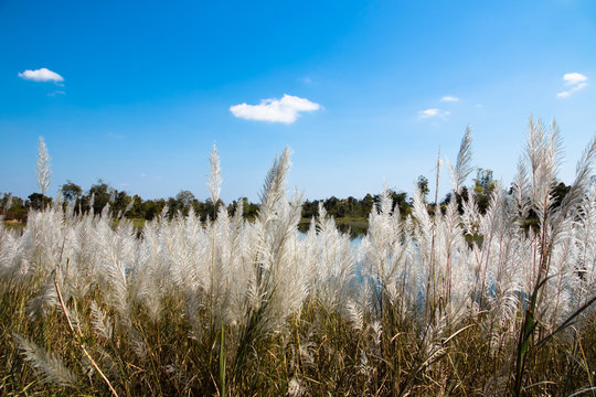Imágenes de "Wild Cane": descubre bancos de fotos, ilustraciones ...