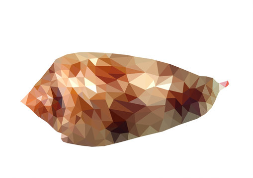 "Cone Snail" Images – Browse 1,472 Stock Photos, Vectors, and Video ...