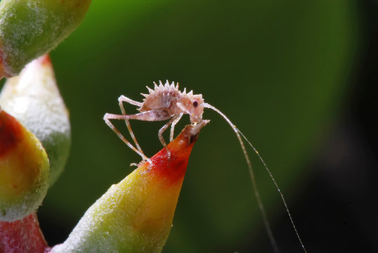 Phytophage Images – Parcourir 963 le catalogue de photos, vecteurs et ...