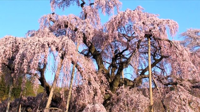 รูปภาพTamura – เลือกดูภาพถ่ายสต็อก เวกเตอร์ และวิดีโอ97 | Adobe Stock