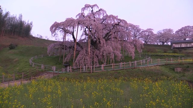 รูปภาพTamura – เลือกดูภาพถ่ายสต็อก เวกเตอร์ และวิดีโอ97 | Adobe Stock