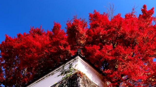 「Sayo」の写真素材 | 473件の無料イラスト画像 | Adobe Stock