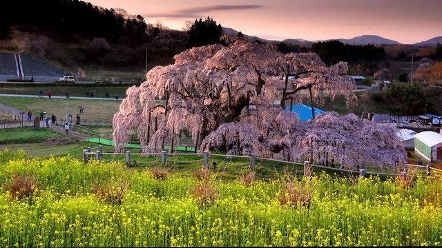 รูปภาพTamura – เลือกดูภาพถ่ายสต็อก เวกเตอร์ และวิดีโอ97 | Adobe Stock