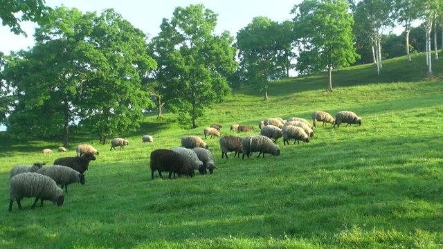 「Ovine」の画像 - 4,228 件の Stock 写真、ベクターおよびビデオ | Adobe Stock