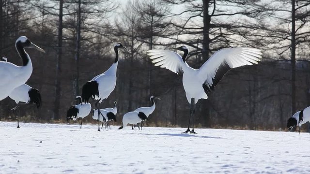 Dancing Crane Images – Browse 8,396 Stock Photos, Vectors, and Video ...