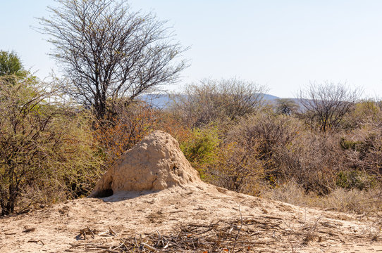 "Termite Mound" Images – Browse 2,651 Stock Photos, Vectors, and Video ...