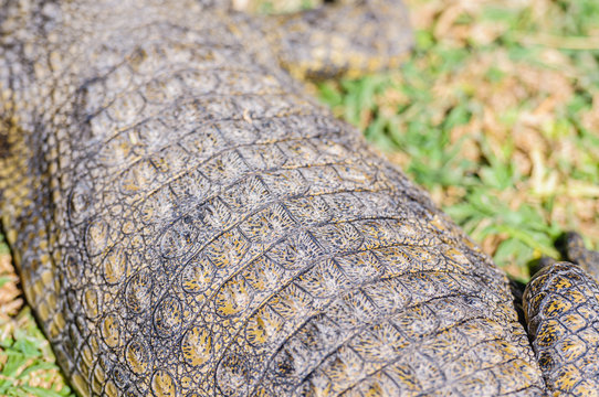 รูปภาพOsteoderm – เลือกดูภาพถ่ายสต็อก เวกเตอร์ และวิดีโอ212 | Adobe Stock