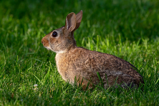รูปภาพSylvilagus – เลือกดูภาพถ่ายสต็อก เวกเตอร์ และวิดีโอ37,015 | Adobe ...