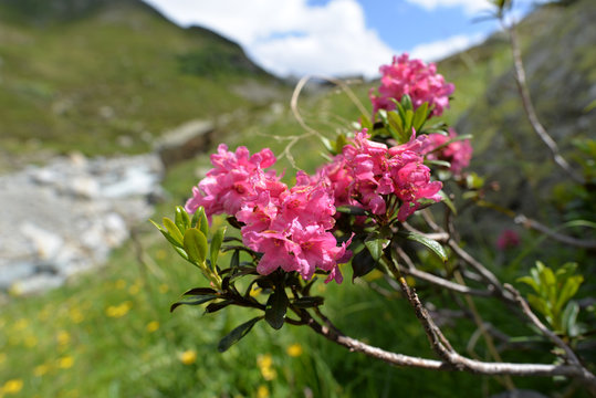 Alpenrose Bilder – Durchsuchen 113,116 Archivfotos, Vektorgrafiken und ...