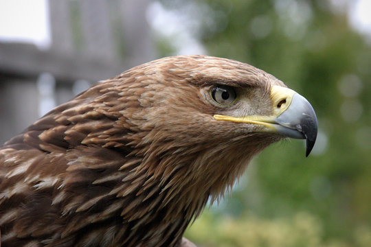 "Imperial Eagle" Imagens – Procure 5,056 fotos, vetores e vídeos ...