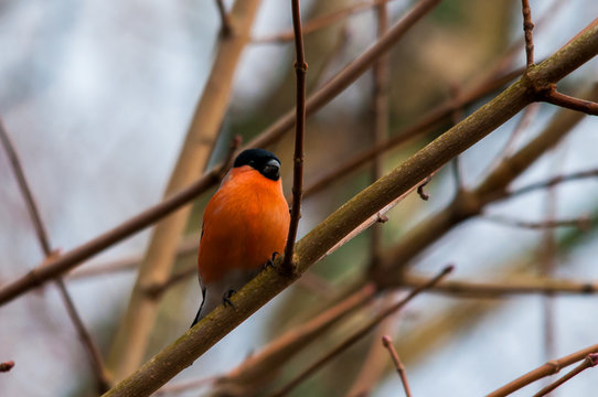 Dompap Images – Browse 49 Stock Photos, Vectors, and Video | Adobe Stock