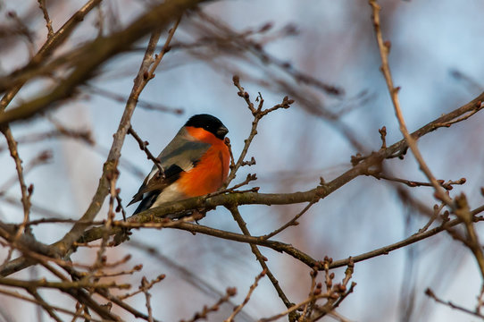 Dompap Bilder – Durchsuchen 40 Archivfotos, Vektorgrafiken und Videos ...