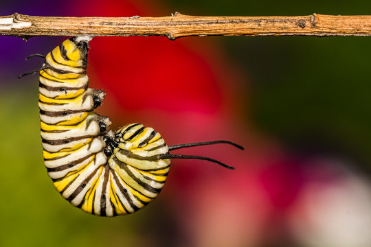 Pupate Bilder – Durchsuchen 1,116 Archivfotos, Vektorgrafiken und ...