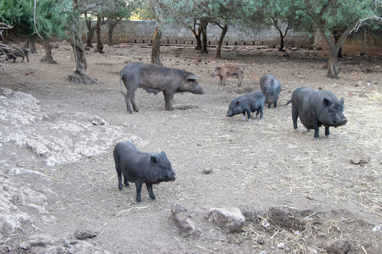 Maialini bilder – Bläddra bland 134 stockfoton, vektorer och videor ...