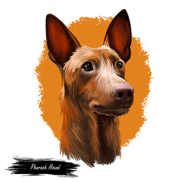 Kelb Images – Browse 32 Stock Photos, Vectors, and Video | Adobe Stock