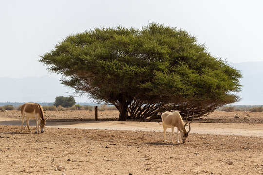 Adax Images – Browse 52 Stock Photos, Vectors, and Video | Adobe Stock