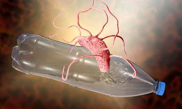 "Ideonella Sakaiensis" Images – Browse 16 Stock Photos, Vectors, and ...