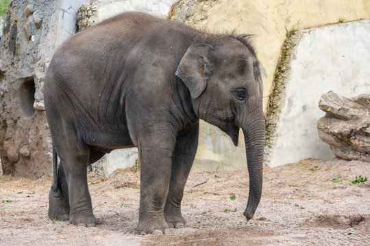 รูปภาพElepant – เลือกดูภาพถ่ายสต็อก เวกเตอร์ และวิดีโอ215 | Adobe Stock