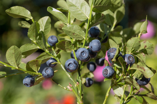 Blaubeerstrauch bilder – Bläddra bland 55 stockfoton, vektorer och ...