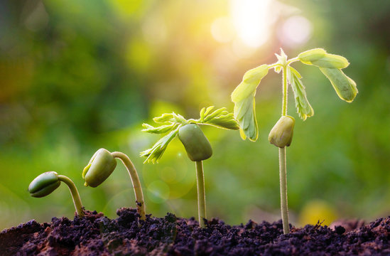 Free Plants Images – Browse 77,384 Free Stock Photos, Vectors, and ...