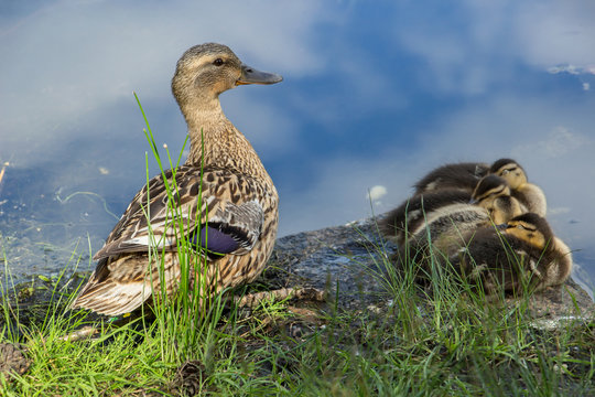 Natatorial Bilder – Durchsuchen 1,627 Archivfotos, Vektorgrafiken und ...